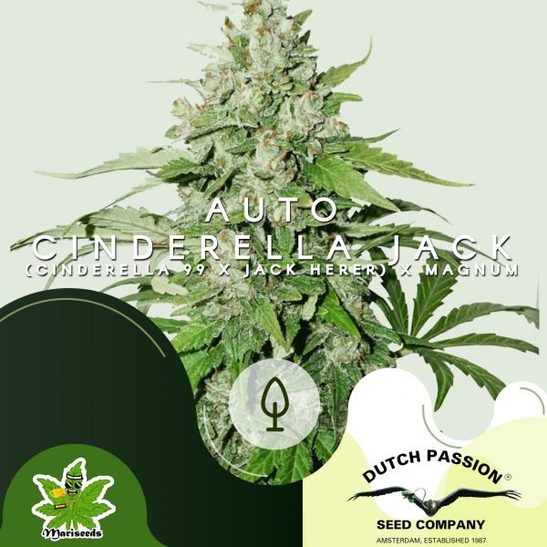 Auto Cinderella Jack – Ducth Passion x3 - Mariseeds
