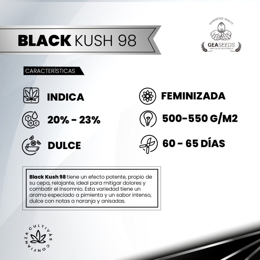 Black Kush 98 Fem – Gea Seeds - Mariseeds