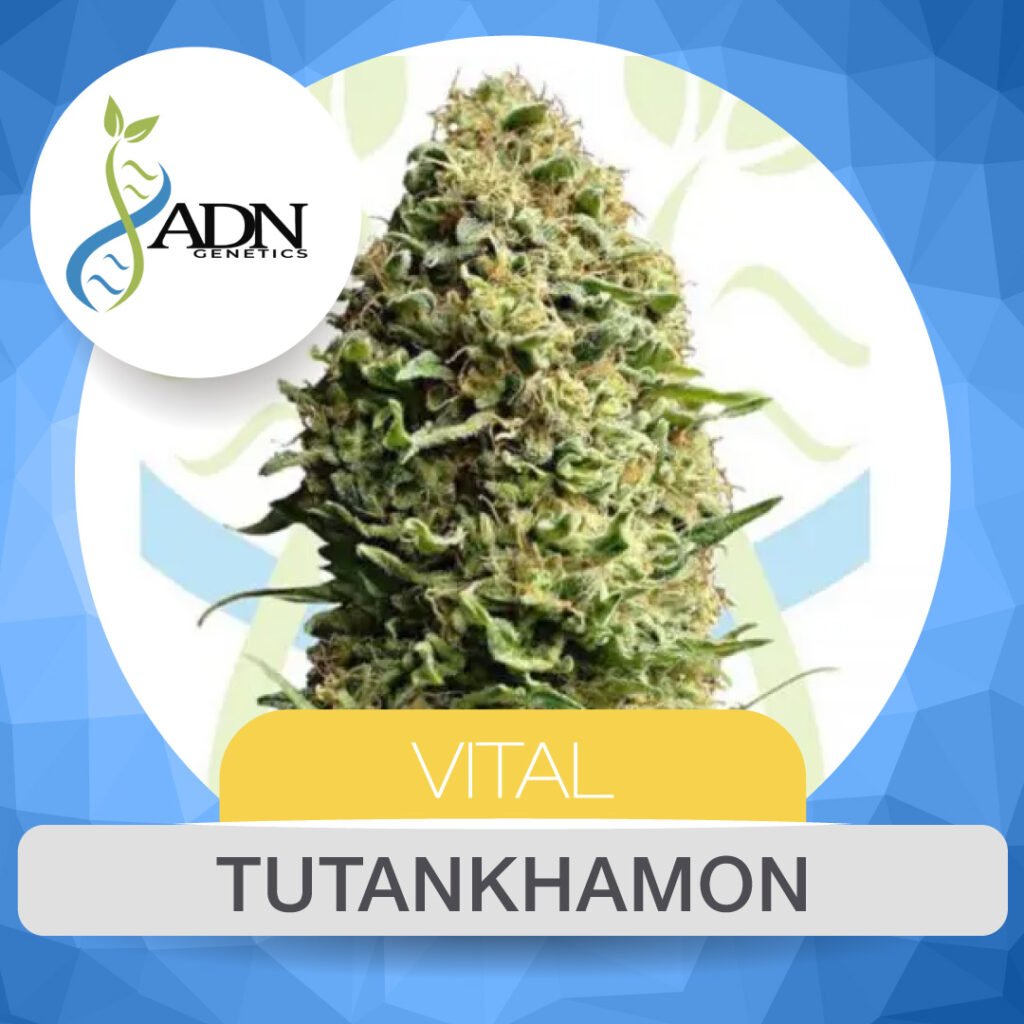 Auto Tutankhamon – ADN Seeds x3 - Mariseeds