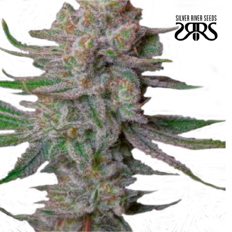 Lemon Ram Fem (Fotoperiódica) – Silver River Seeds x5 - Mariseeds