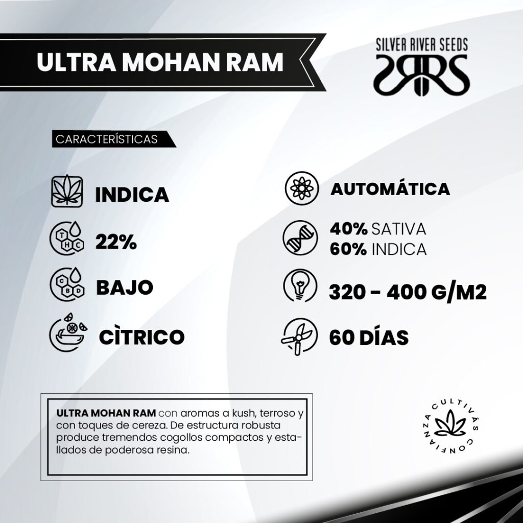 Ultra Mohan Ram Auto – Silver River Seeds x5 - Mariseeds