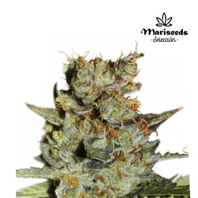 Auto Blueberry – Mariseeds Seleccion - Mariseeds