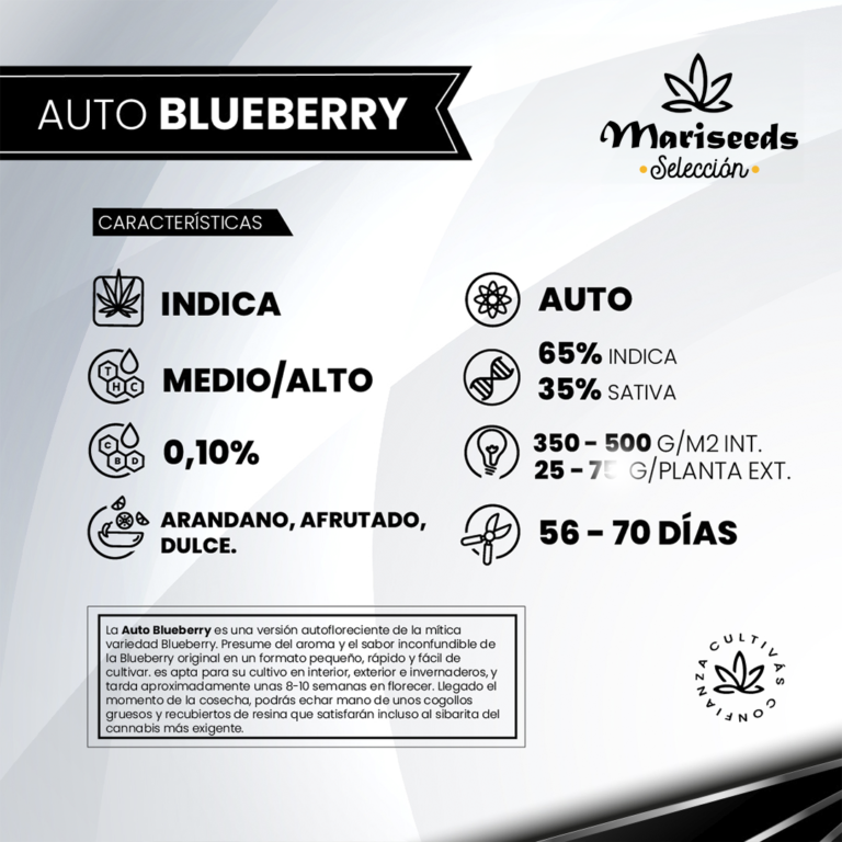 Auto Blueberry – Mariseeds Seleccion - Mariseeds