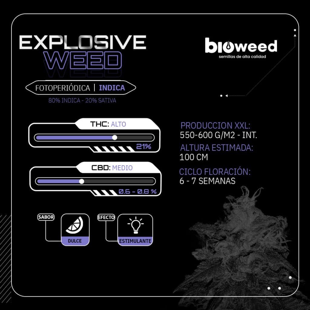 Explosive weed Fem (Fotoperiodica) – Bioweed - Mariseeds