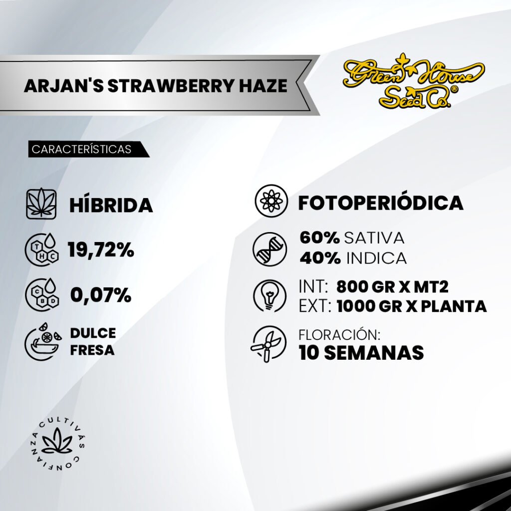 Arjans Strawberry Haze Foto Fem x3 – Green House Seeds - Mariseeds