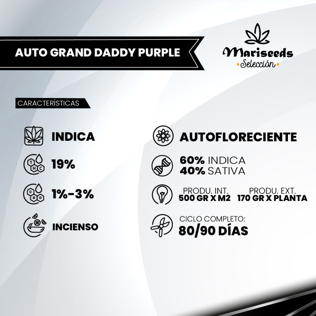 Auto Grand Daddy Purple – Mariseeds Seleccion - Mariseeds