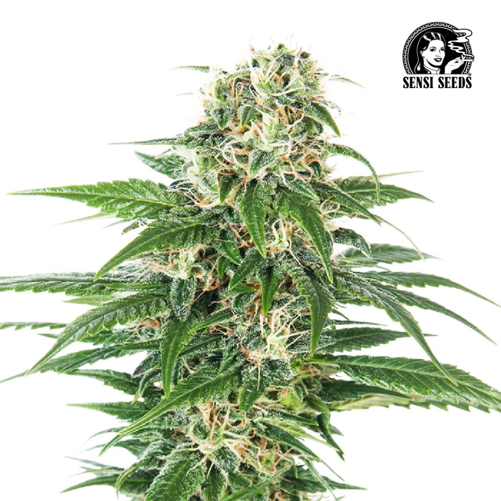 Early Skunk Auto – Sensi Seeds x3 - Mariseeds