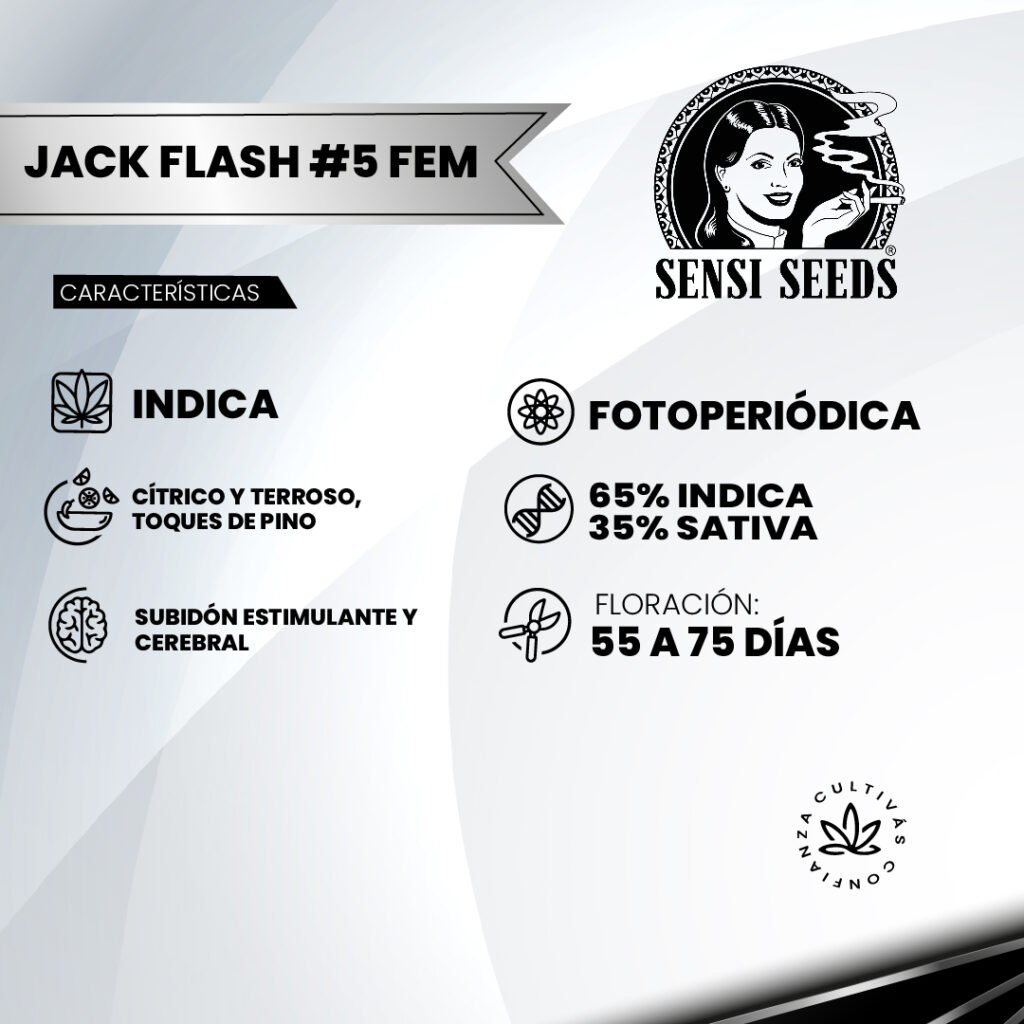 Jack Flash #5 Fem (Fotoperiódica) – Sensi Seeds x3 - Mariseeds