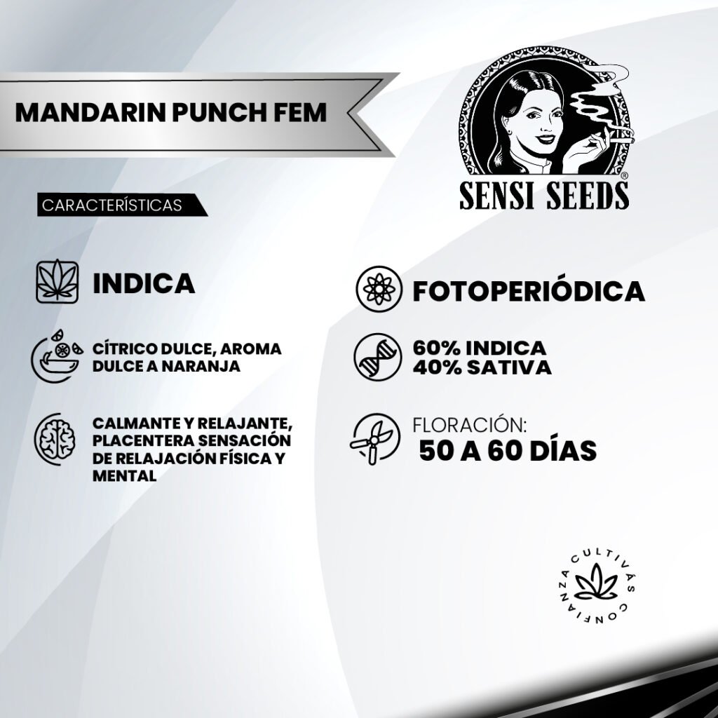Mandarin Punch Fem (Fotoperiódica) – Sensi Seeds x3 - Mariseeds