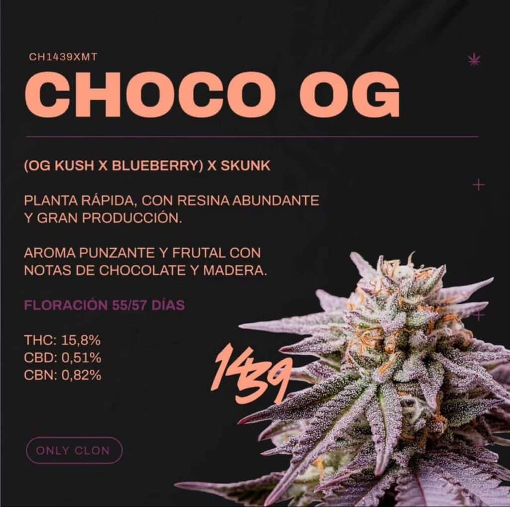 Esqueje Choco Og (Feminizada) – 1439 Criadores - Mariseeds