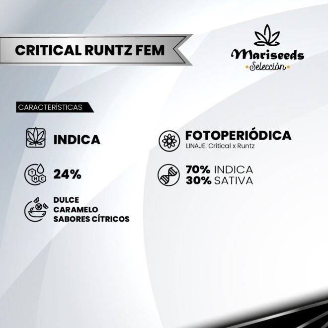 Critical Runtz Fem (Fotoperiódica) – Mariseeds Seleccion - Mariseeds
